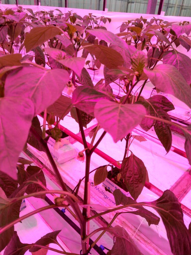 Bell pepper project - Parus Europe