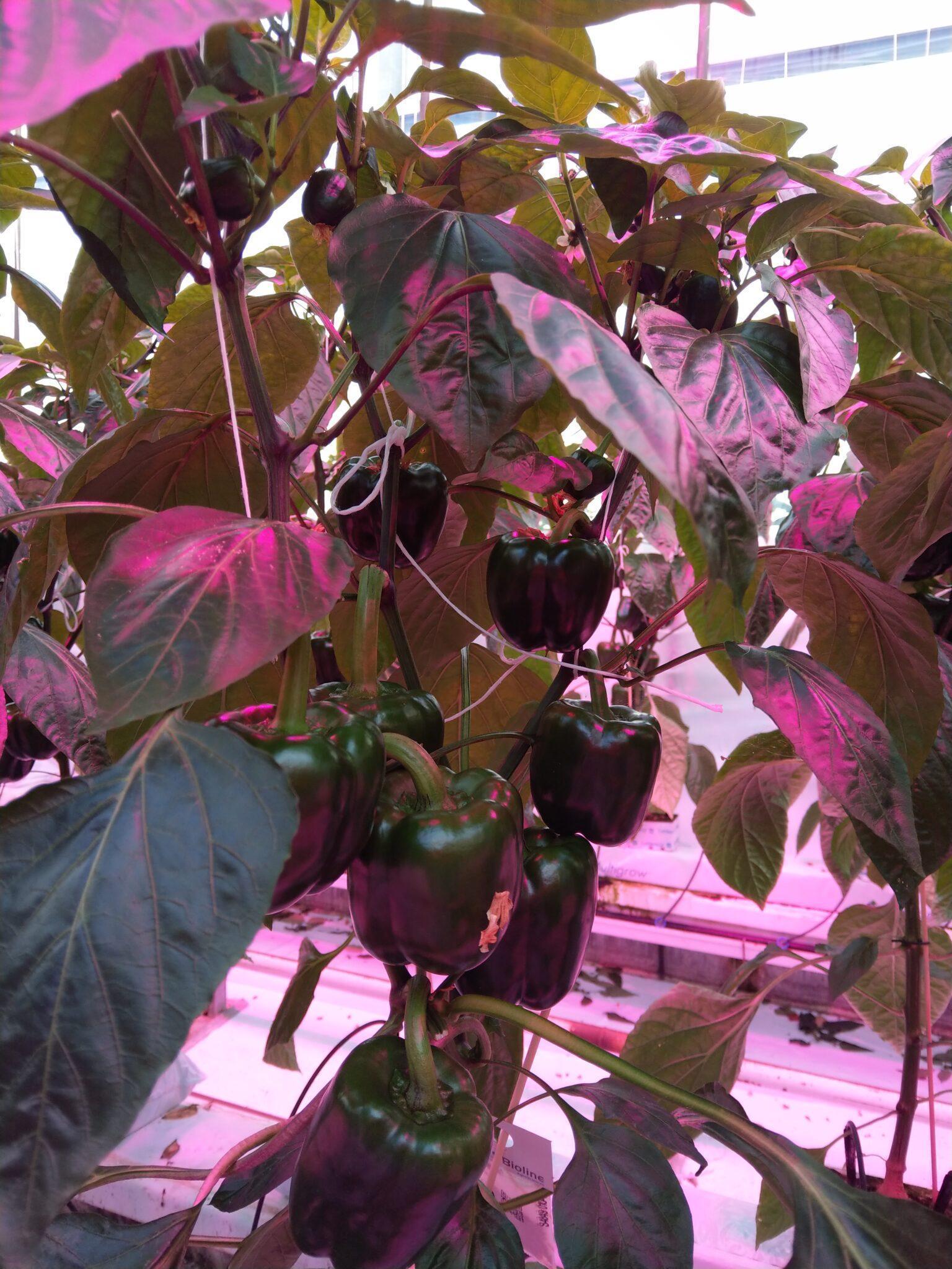 Bell pepper project - Parus Europe