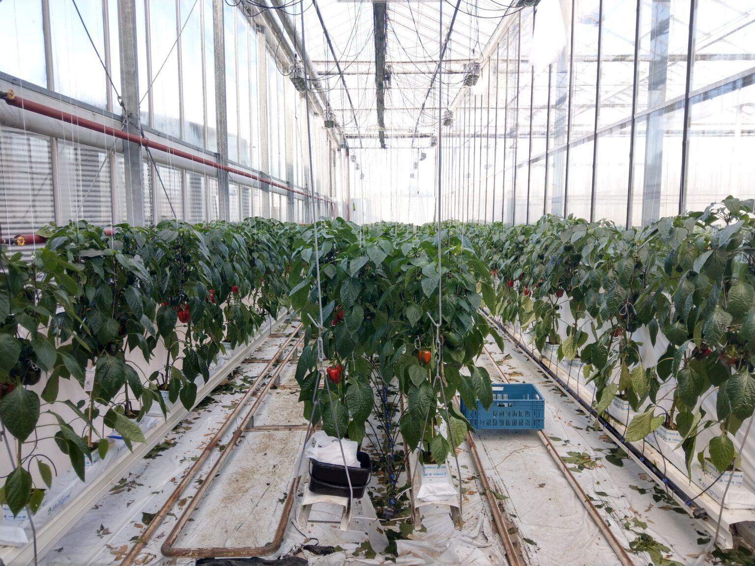 Bell pepper project - Parus Europe
