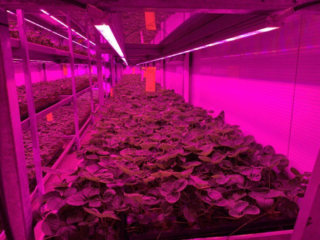Strawberry Climate Chamber - Parus Europe