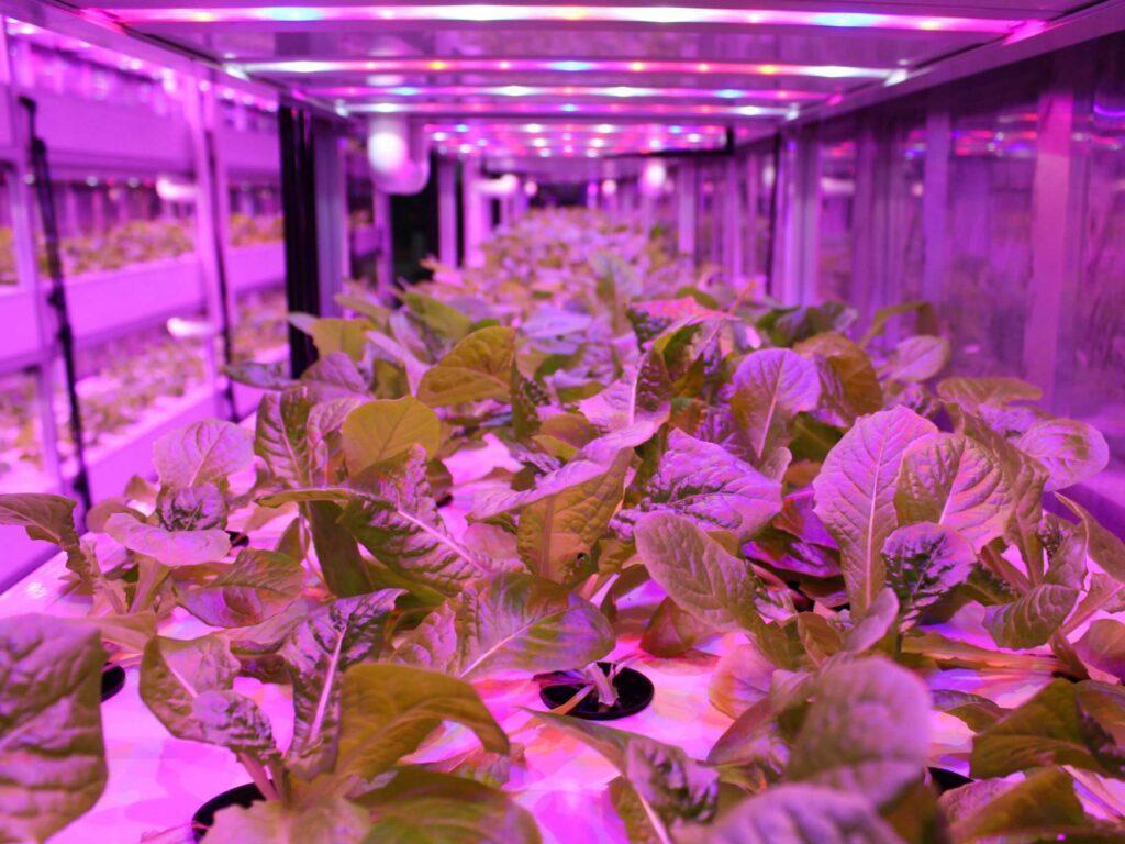 Plant Factory System - Parus Europe