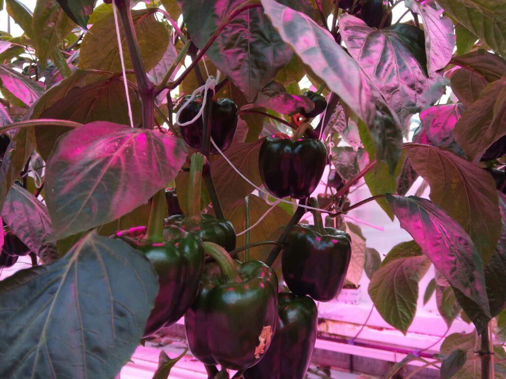 Bell pepper project - Parus Europe